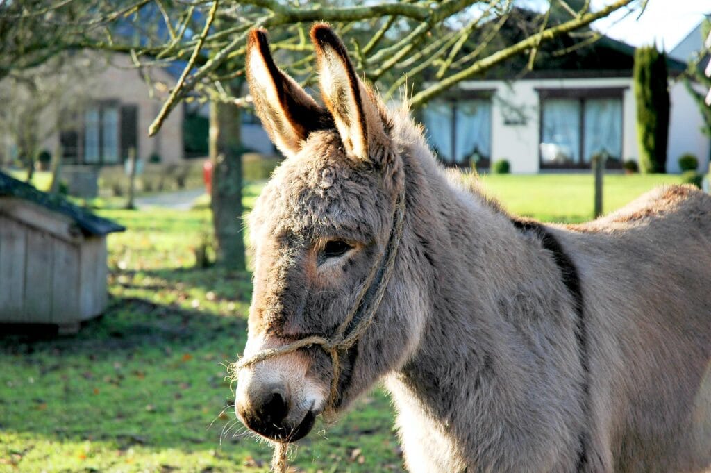 Beleef Een 'Ezeltastische' Dag Bij Ezelboerderij De Koperen Ezel